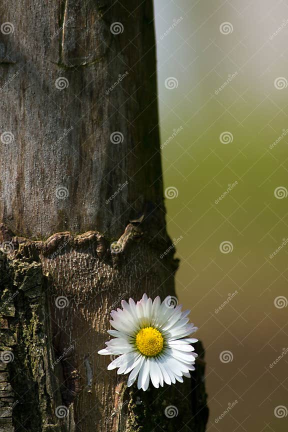A daisy on tree stock photo. Image of garden, petals - 39438936