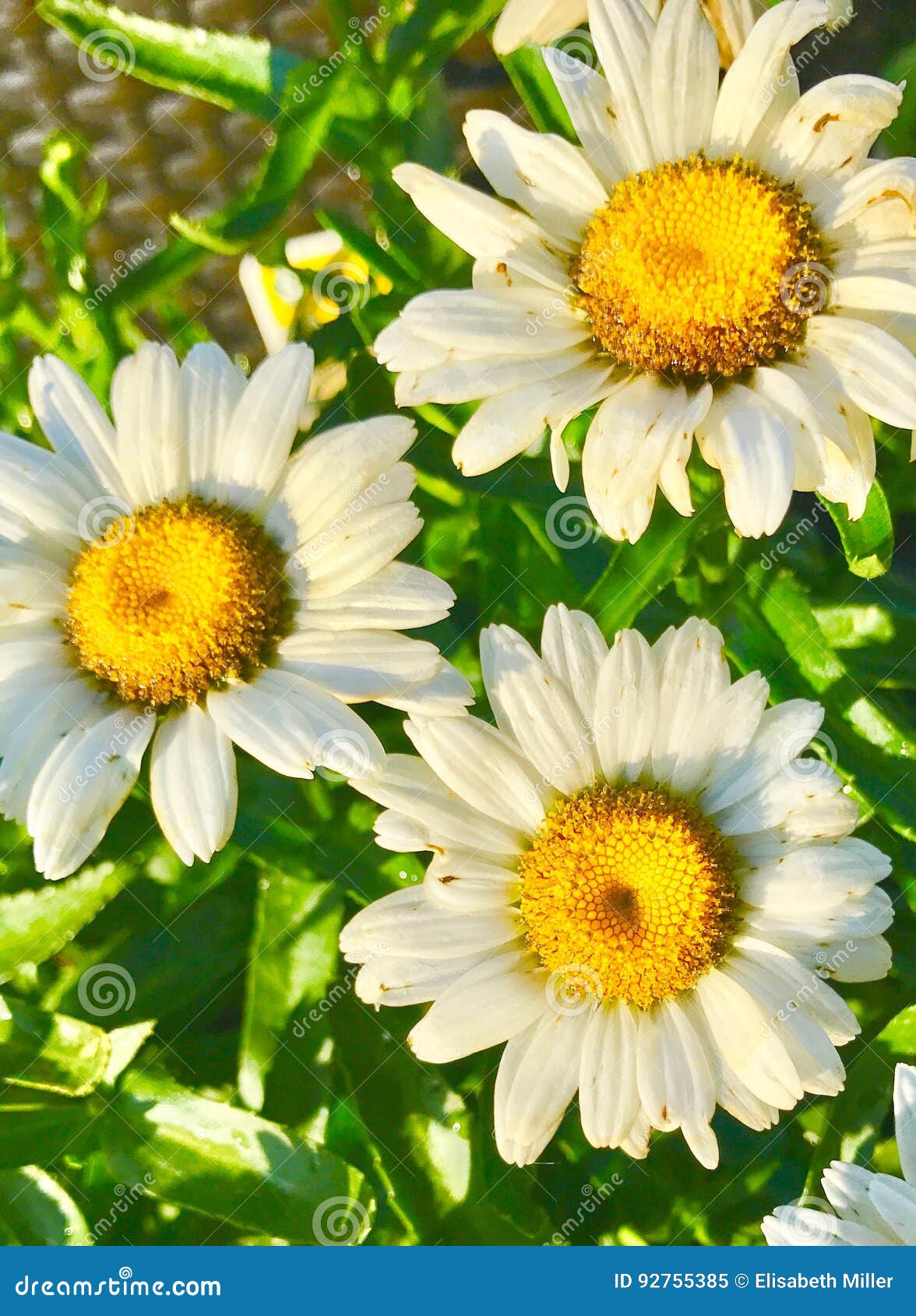 Daisy trio stock image. Image of three, flower, white - 92755385