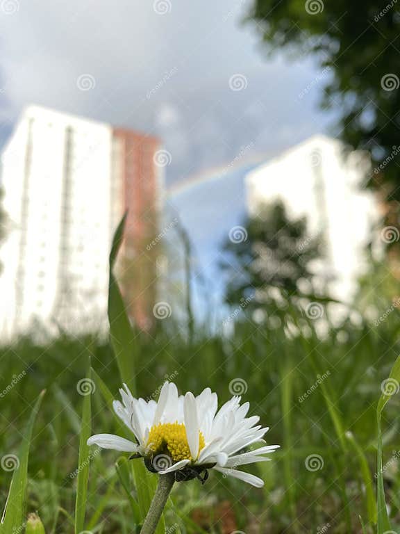 Daisy under the rainbow stock photo. Image of rainbow - 185891554