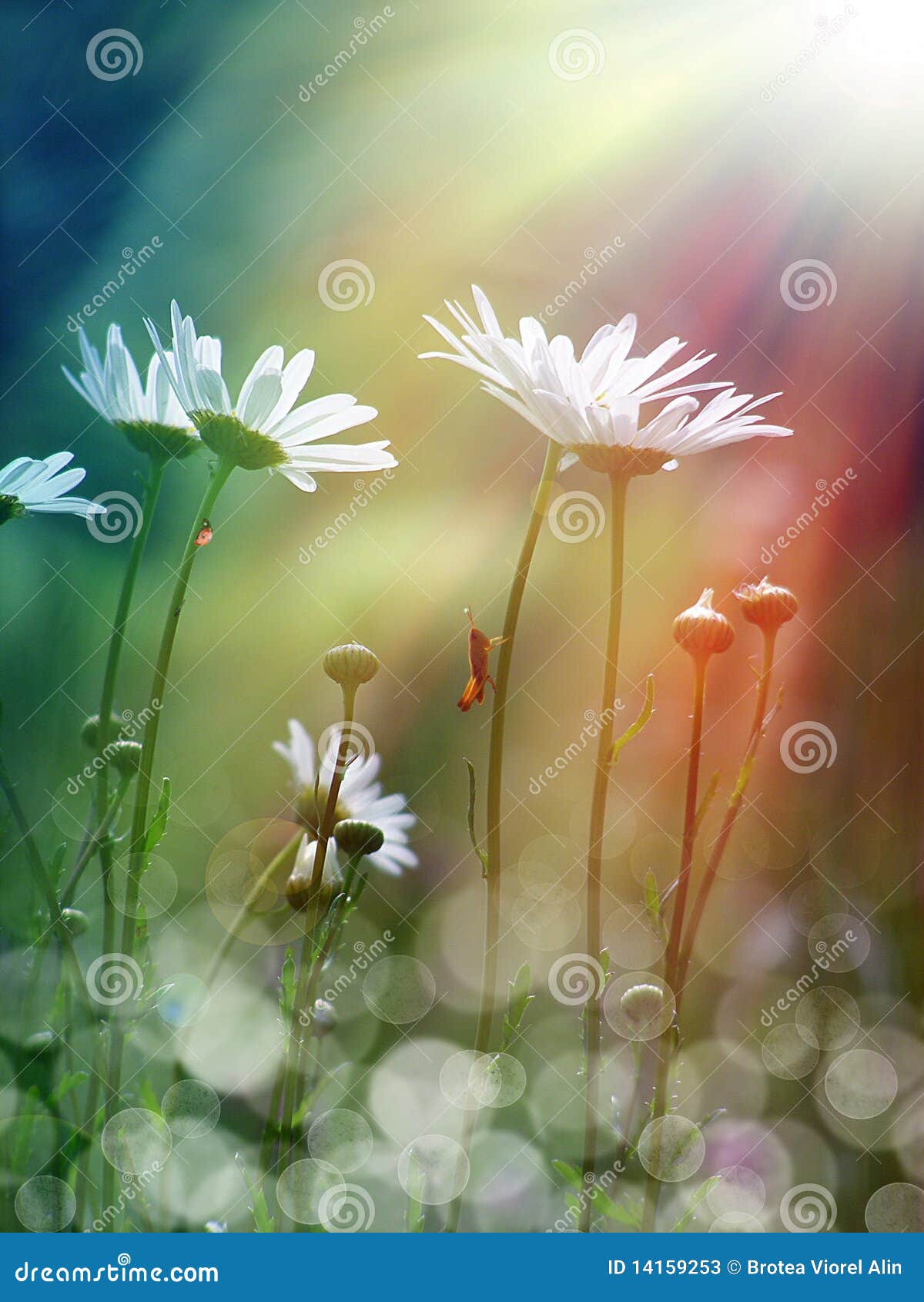 Daisy under the sunshine stock image. Image of nature - 14159253