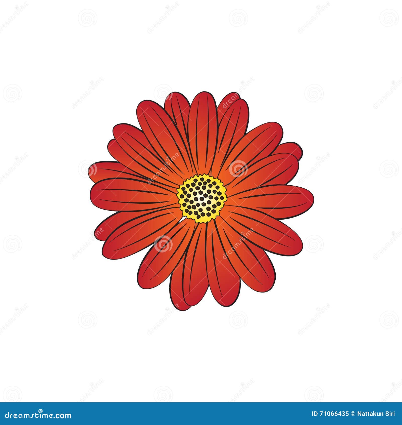 Daisy stock illustration. Illustration of watercolor - 71066435