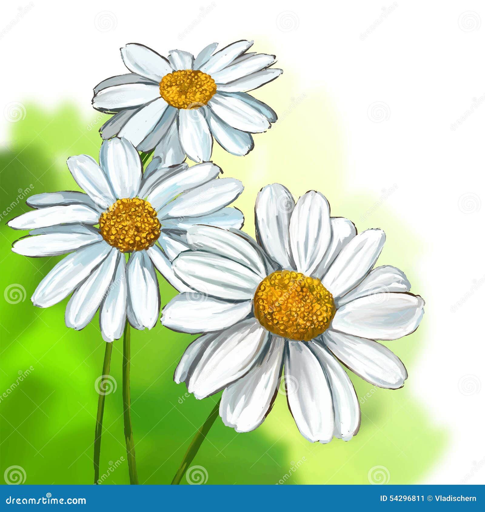 Daisy Vector Illustration Hand Drawn Painted Stock Vector ...