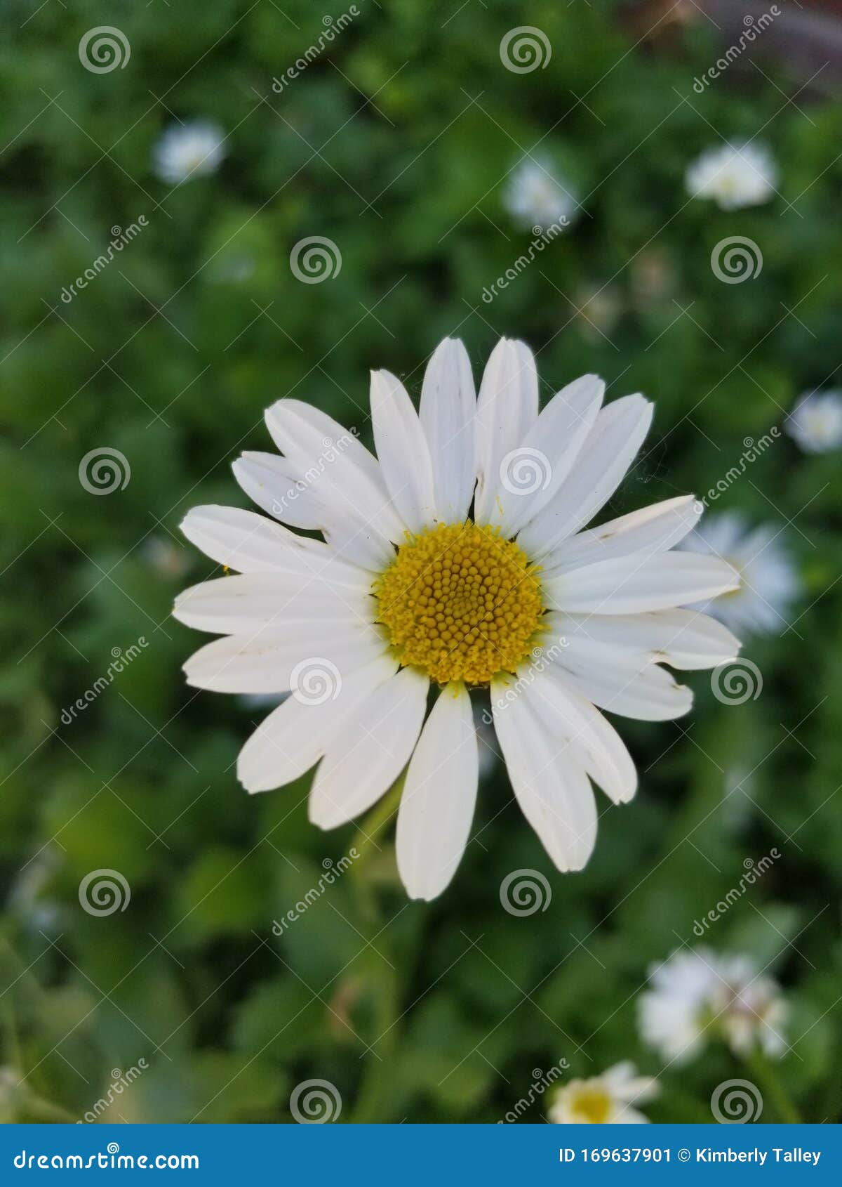 Daisy vit blomma fotografering för bildbyråer. Bild av vitt - 169637901