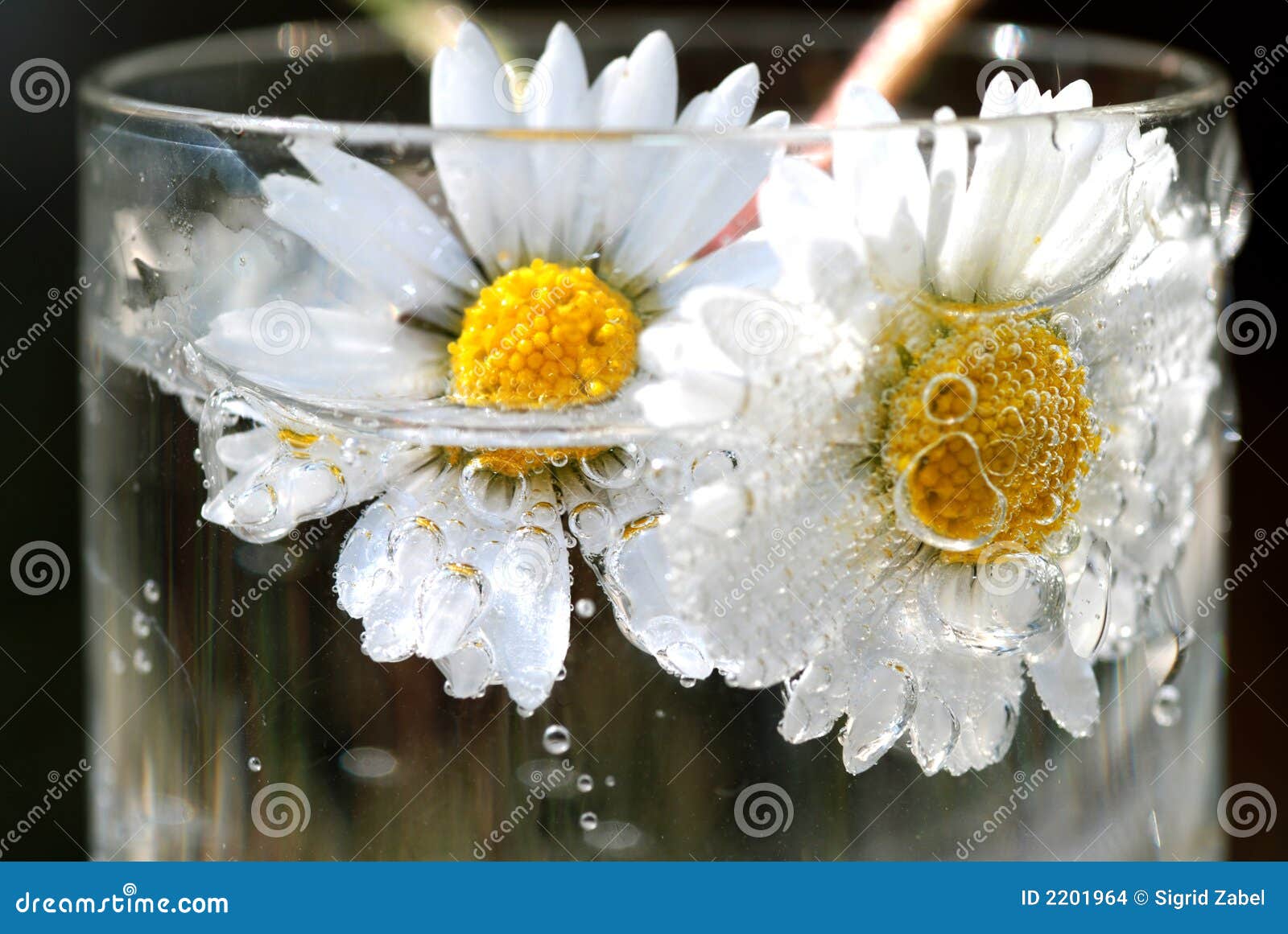 Daisy In Water Picture. Image: 2201964