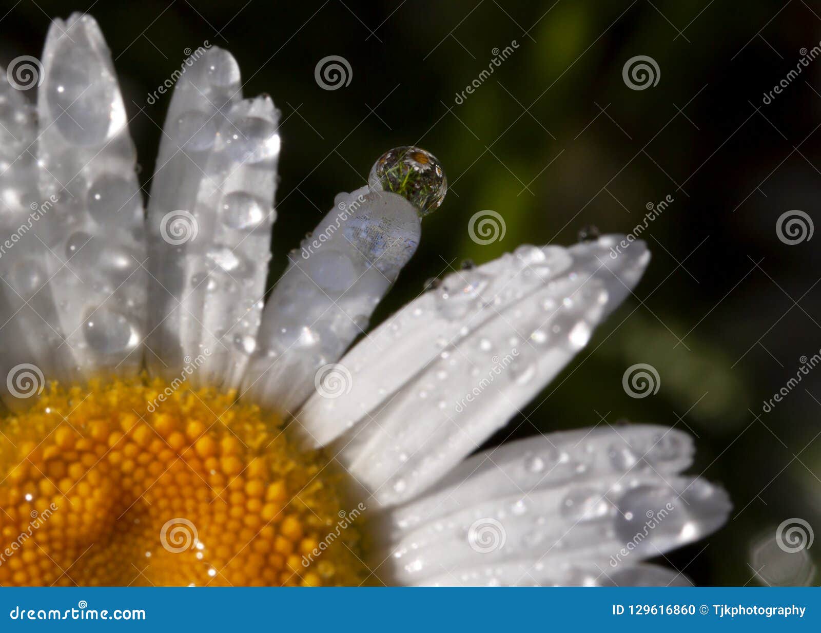 Daisy with water droplets stock photo. Image of botanical - 129616860