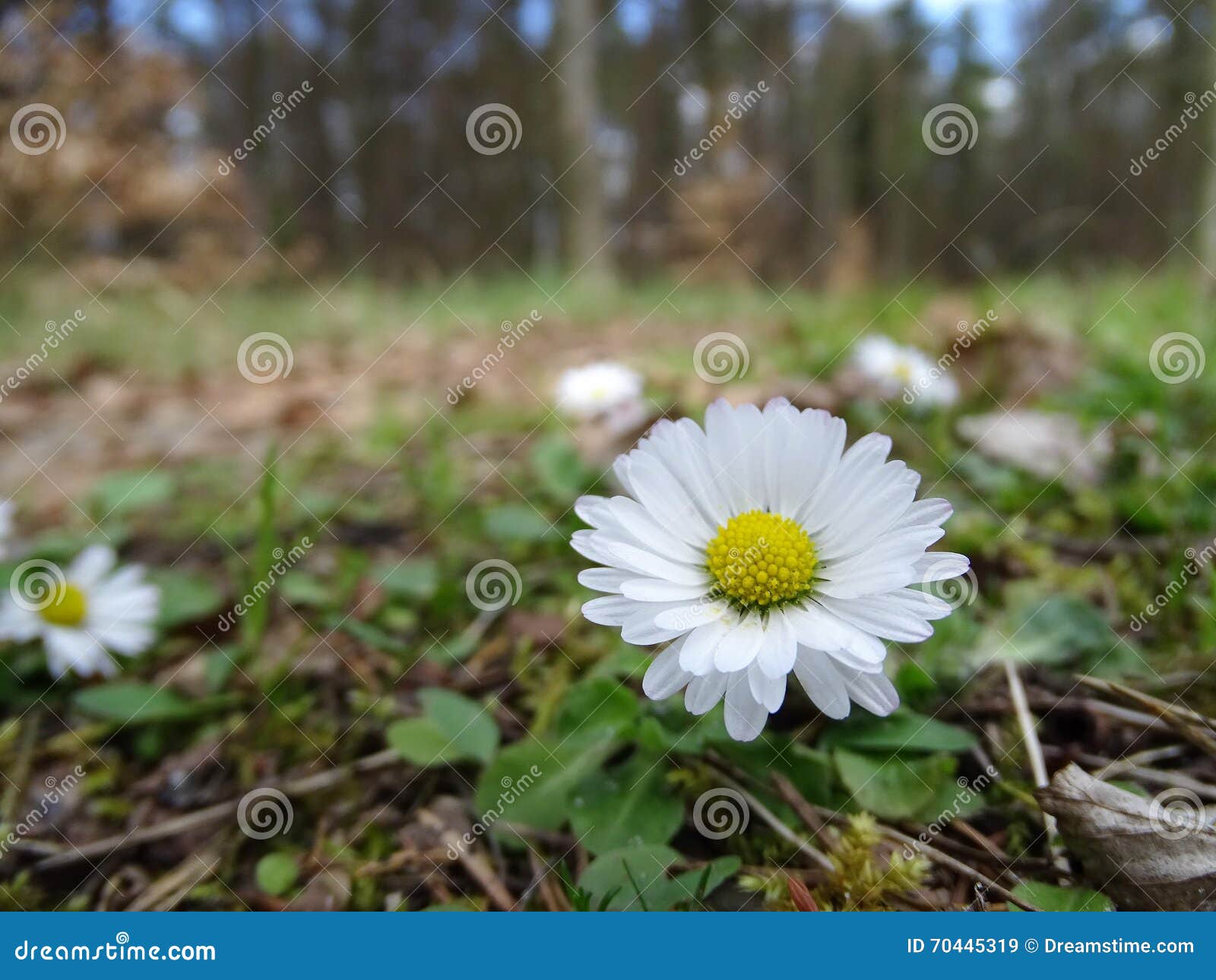 Daisy on the way stock image. Image of beautiful, early - 70445319