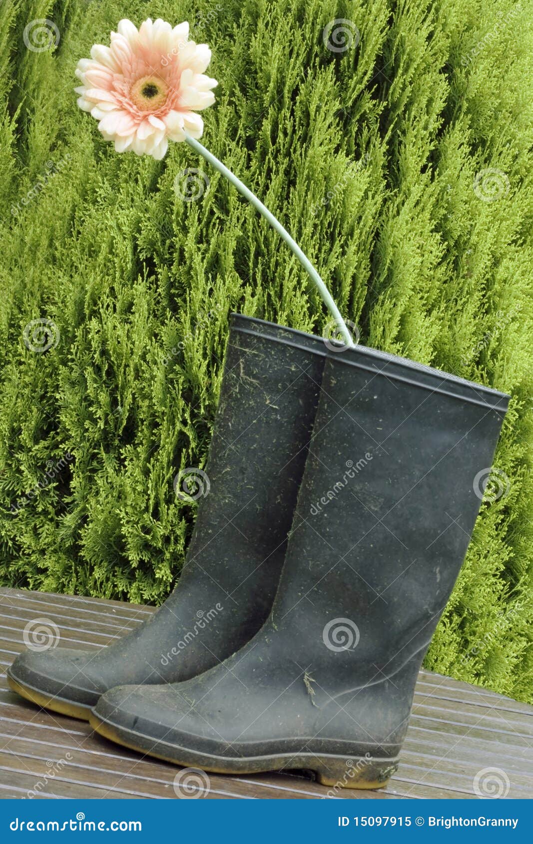 Flower in wellington stock image. Image of orange, welly - 15097915