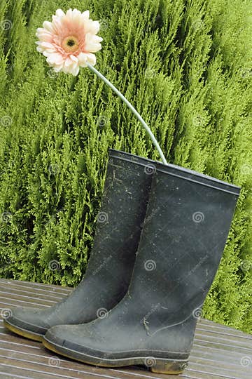 Flower in wellington stock image. Image of orange, welly - 15097915