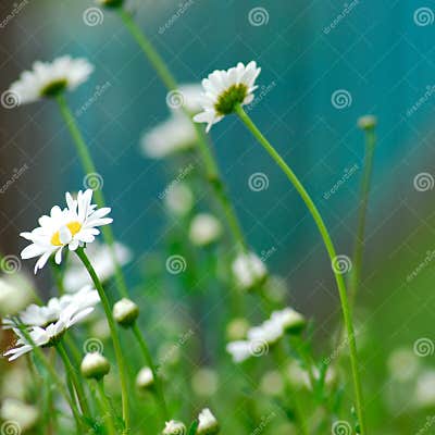 Daisy wheel stock photo. Image of floral, wheel, background - 11857104