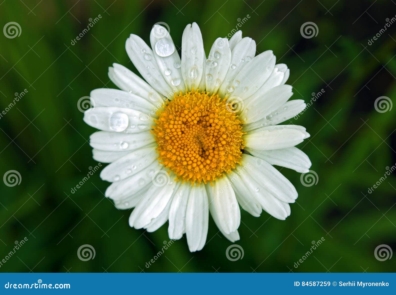 Daisy Wheel with Water Drops Stock Image - Image of rural, flower: 84587259