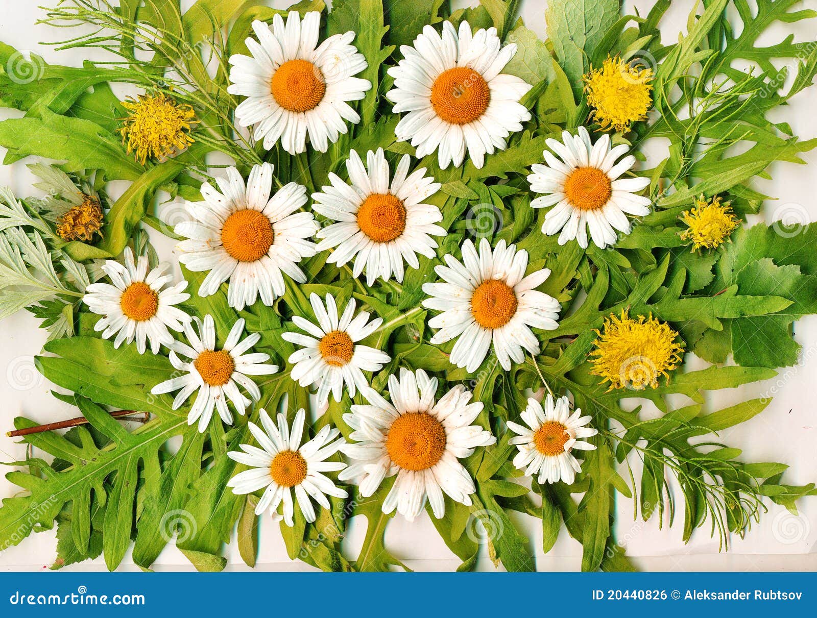 Daisy Wheels And Union And Leaves And Flowers And Stock Photo - Image ...