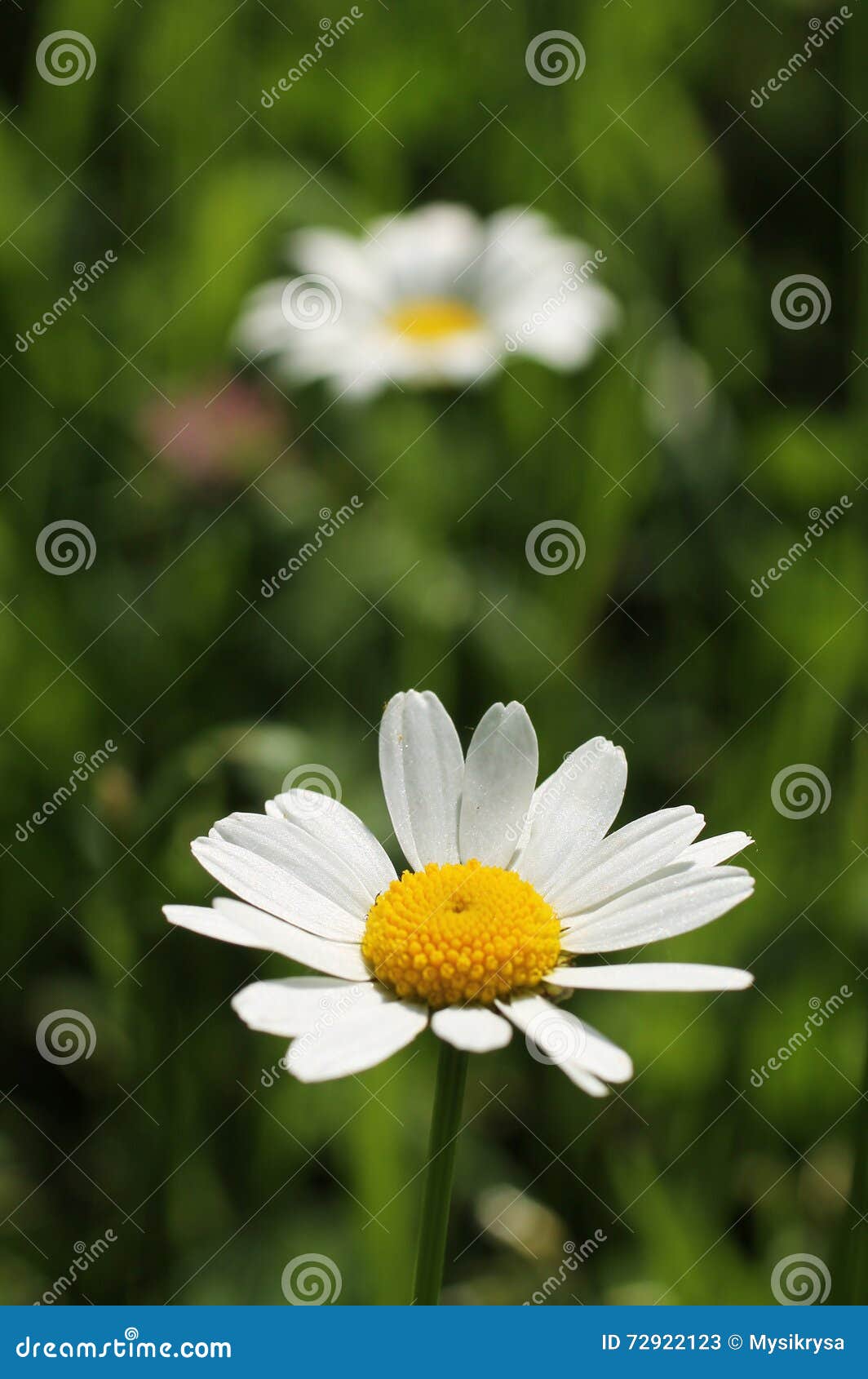 Daisy wheels stock image. Image of closeup, bloom, botany - 72922123