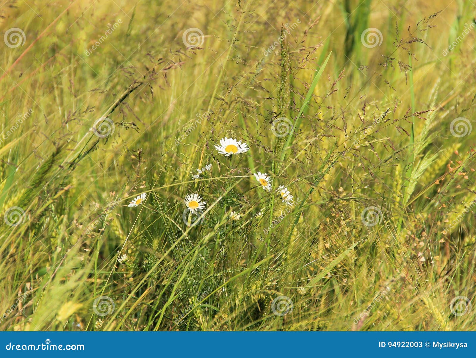 Daisy wheels stock image. Image of outdoor, daisy, blossoms - 94922003