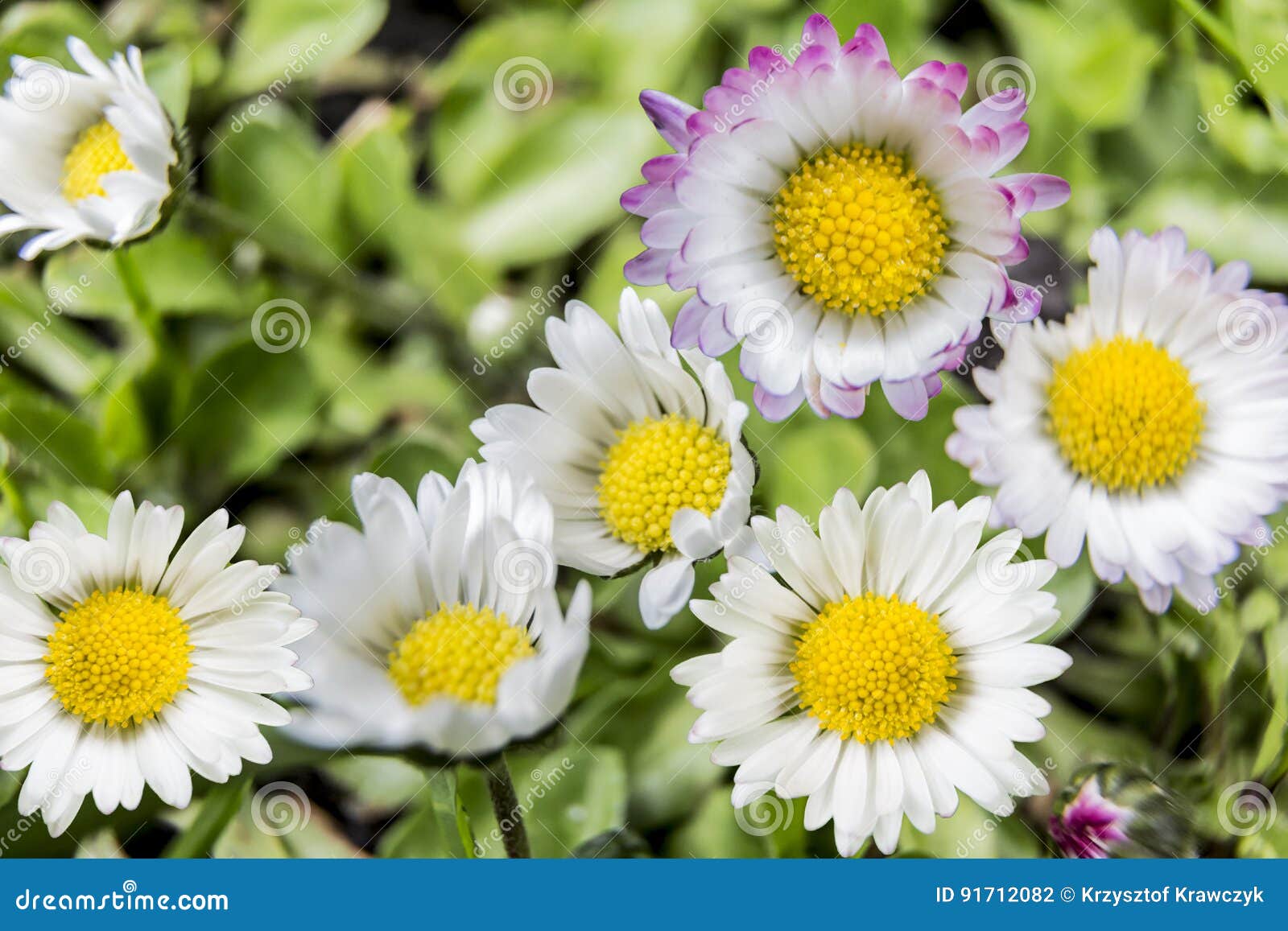 Royalty Free Images, Cartoons, Illustrations And Photos Designed By ...