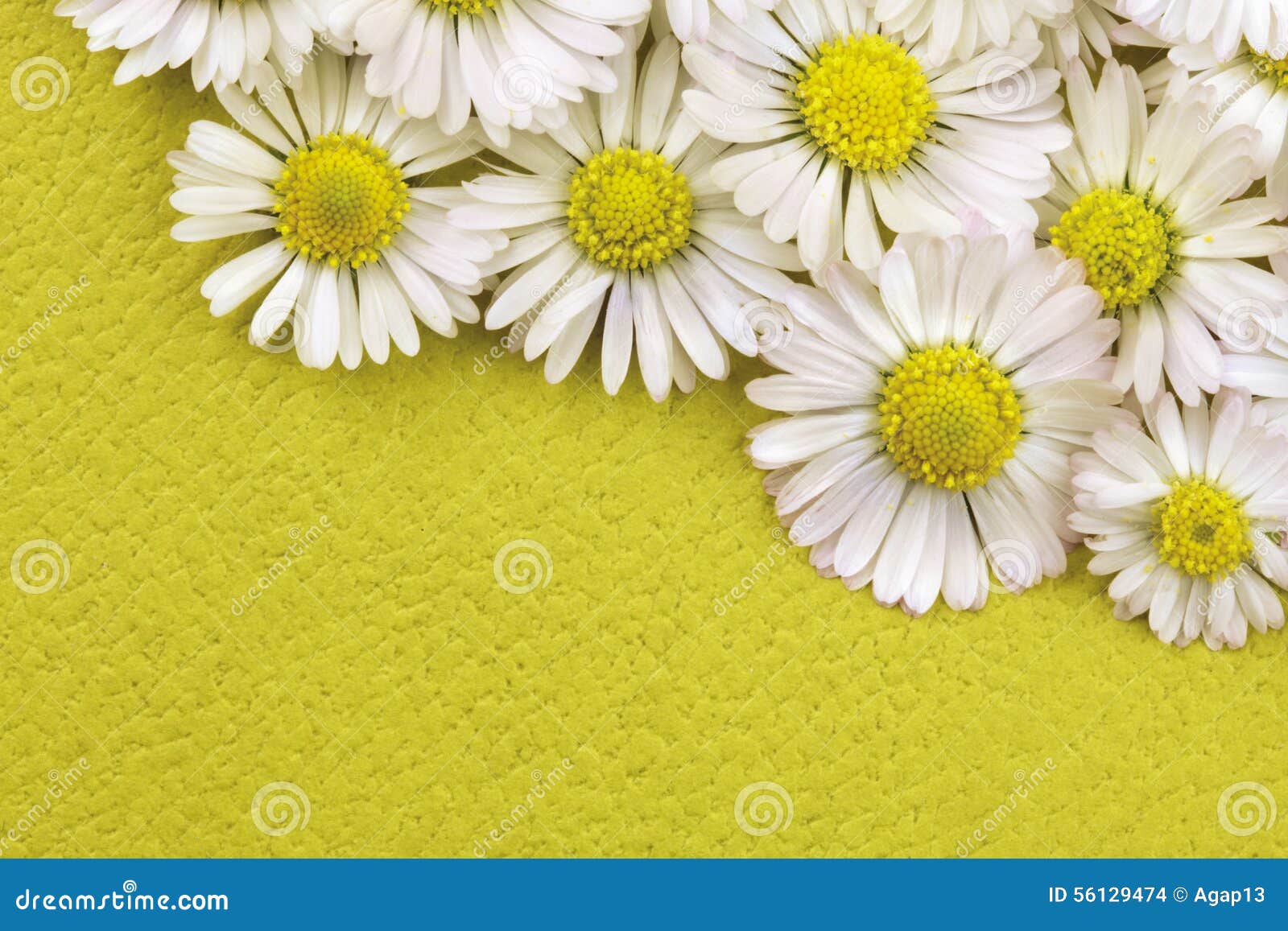 Daisy stock photo. Image of gowan, nature, decorative - 56129474