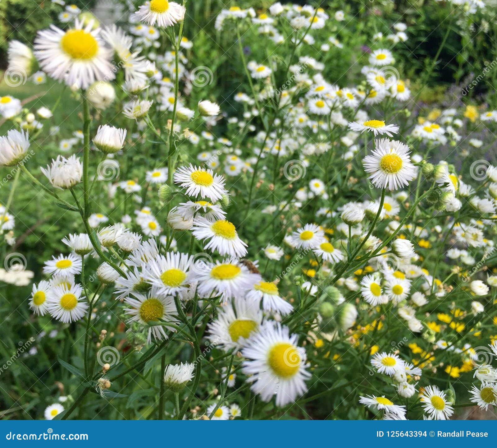 Wild daisies stock photo. Image of daisies, daisy, bloom - 125643394