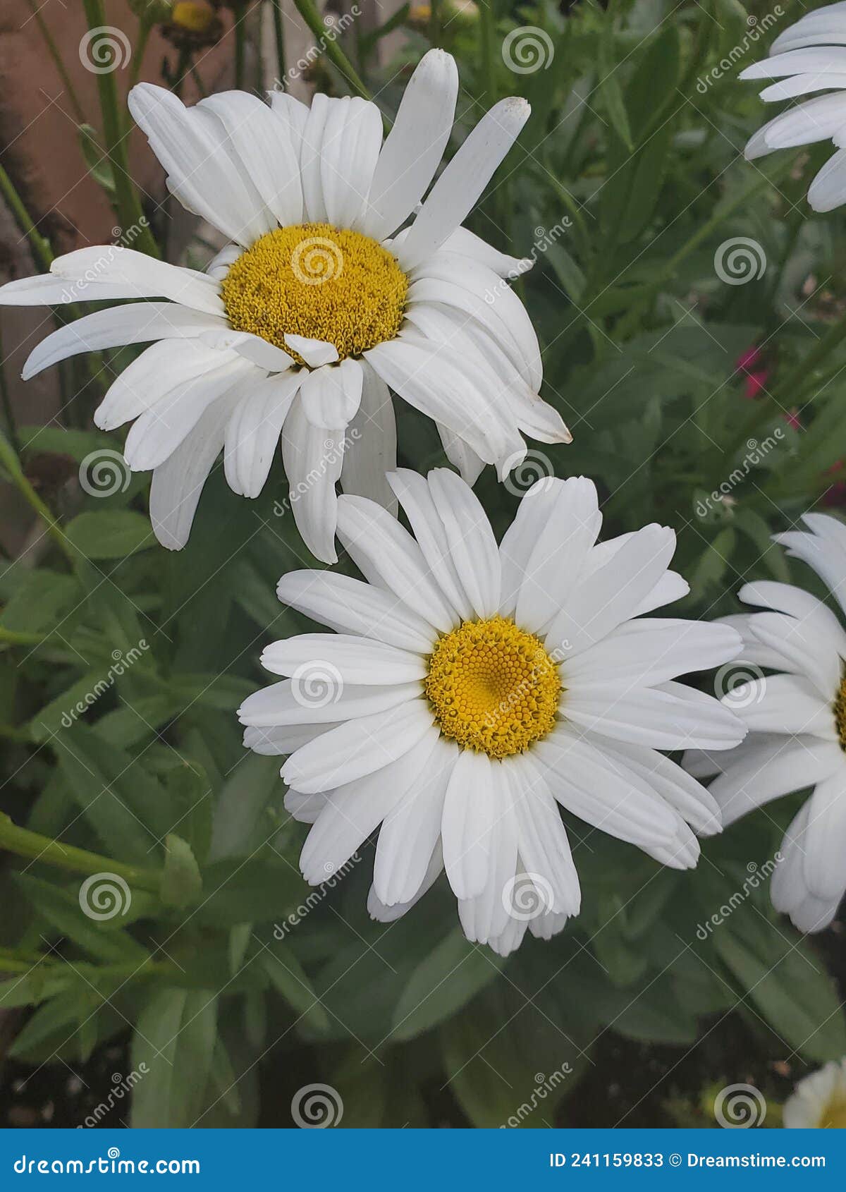 Daisy in the wind stock image. Image of sunflower, field - 241159833
