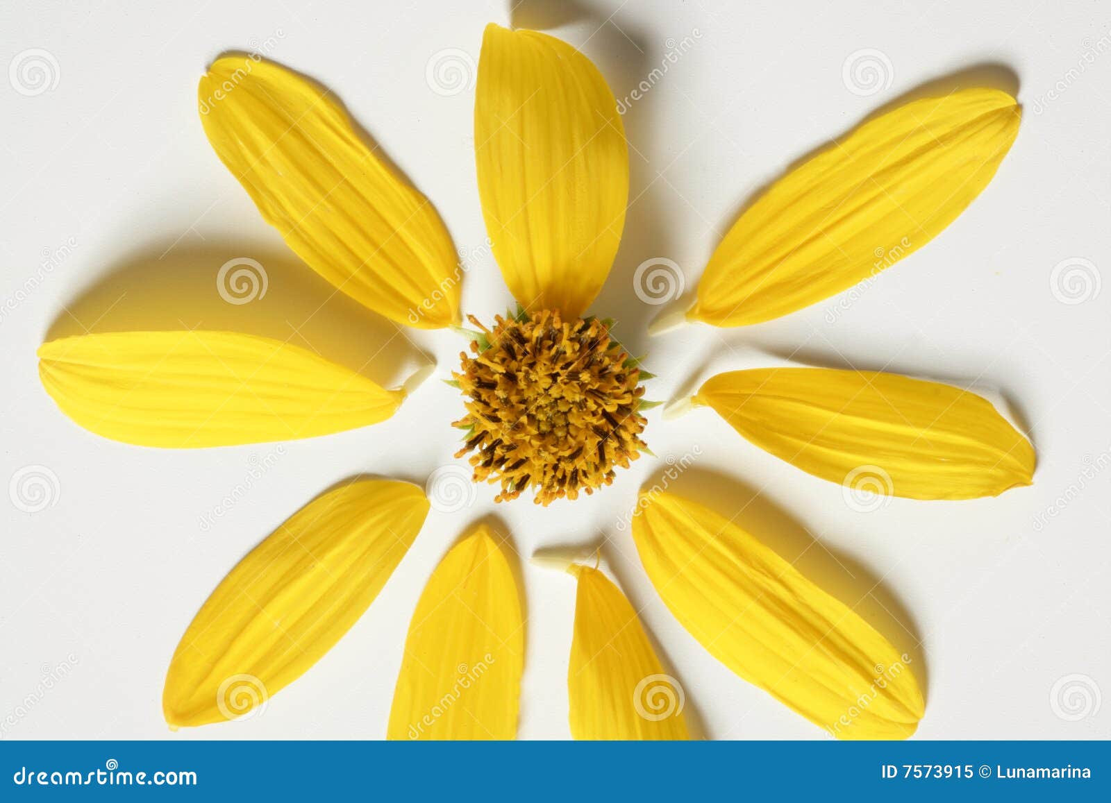 Daisy Is Yellow Color Background Stock Photography | CartoonDealer.com ...