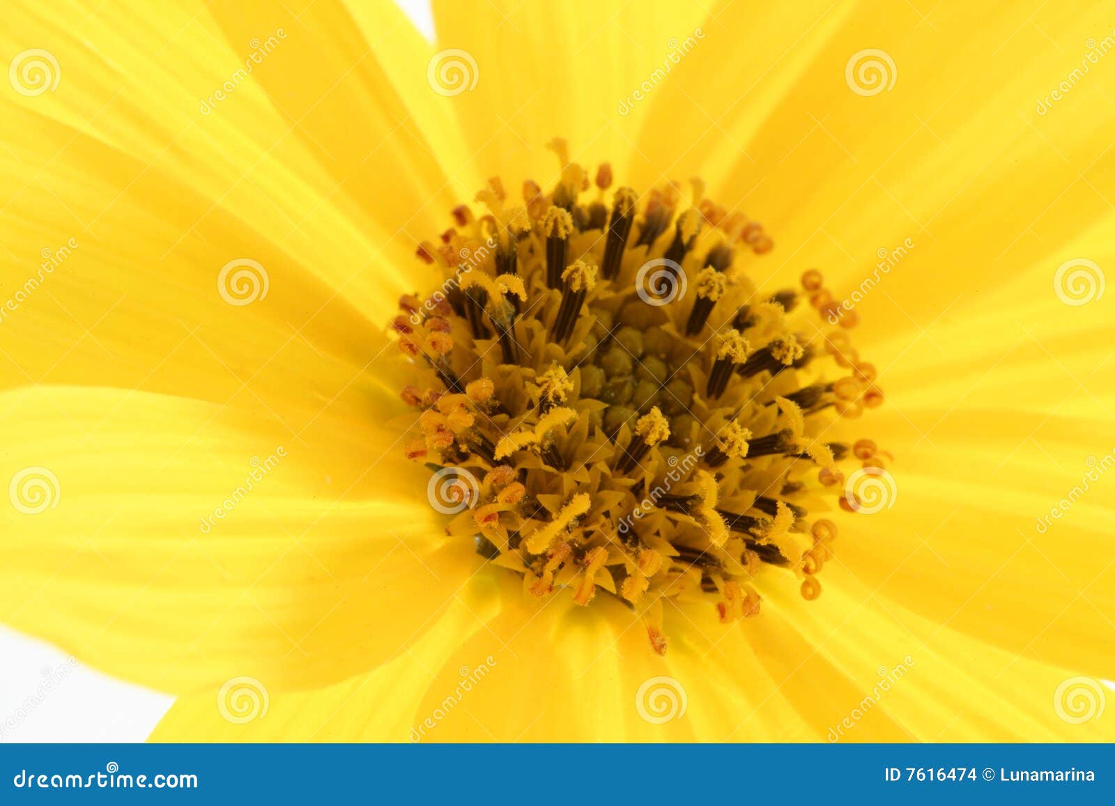 Daisy Is Yellow Color Background Stock Photography | CartoonDealer.com ...