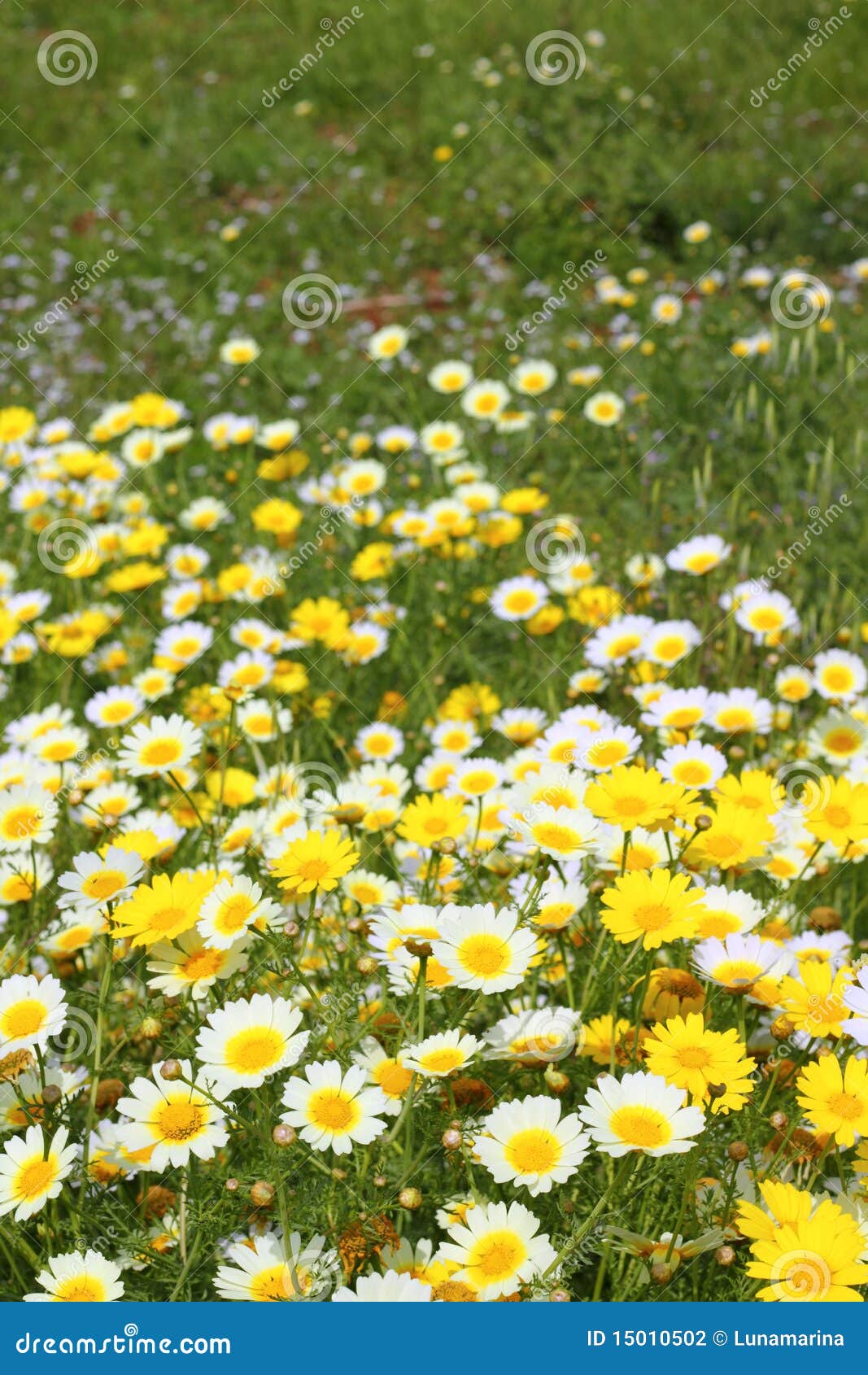 Daisy Is Yellow Color Background Stock Photo | CartoonDealer.com #144502956