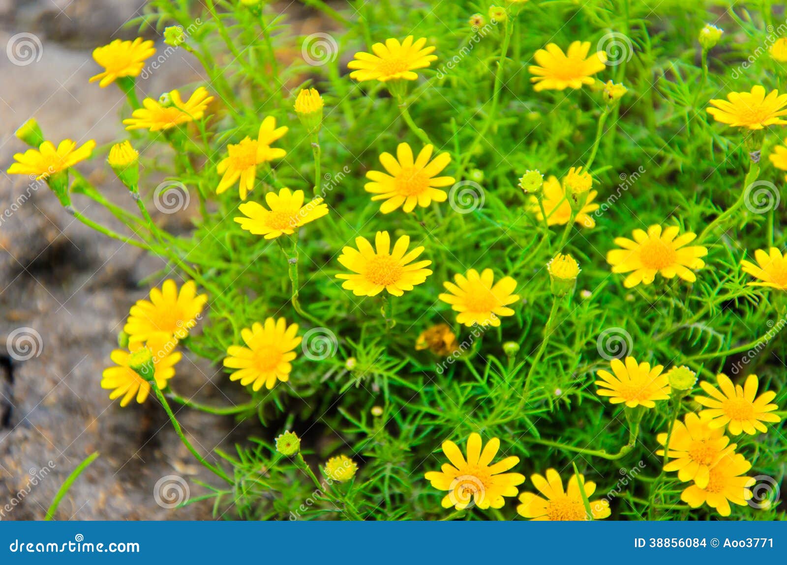 Daisy Is Yellow Color Background Stock Photo | CartoonDealer.com #144502956