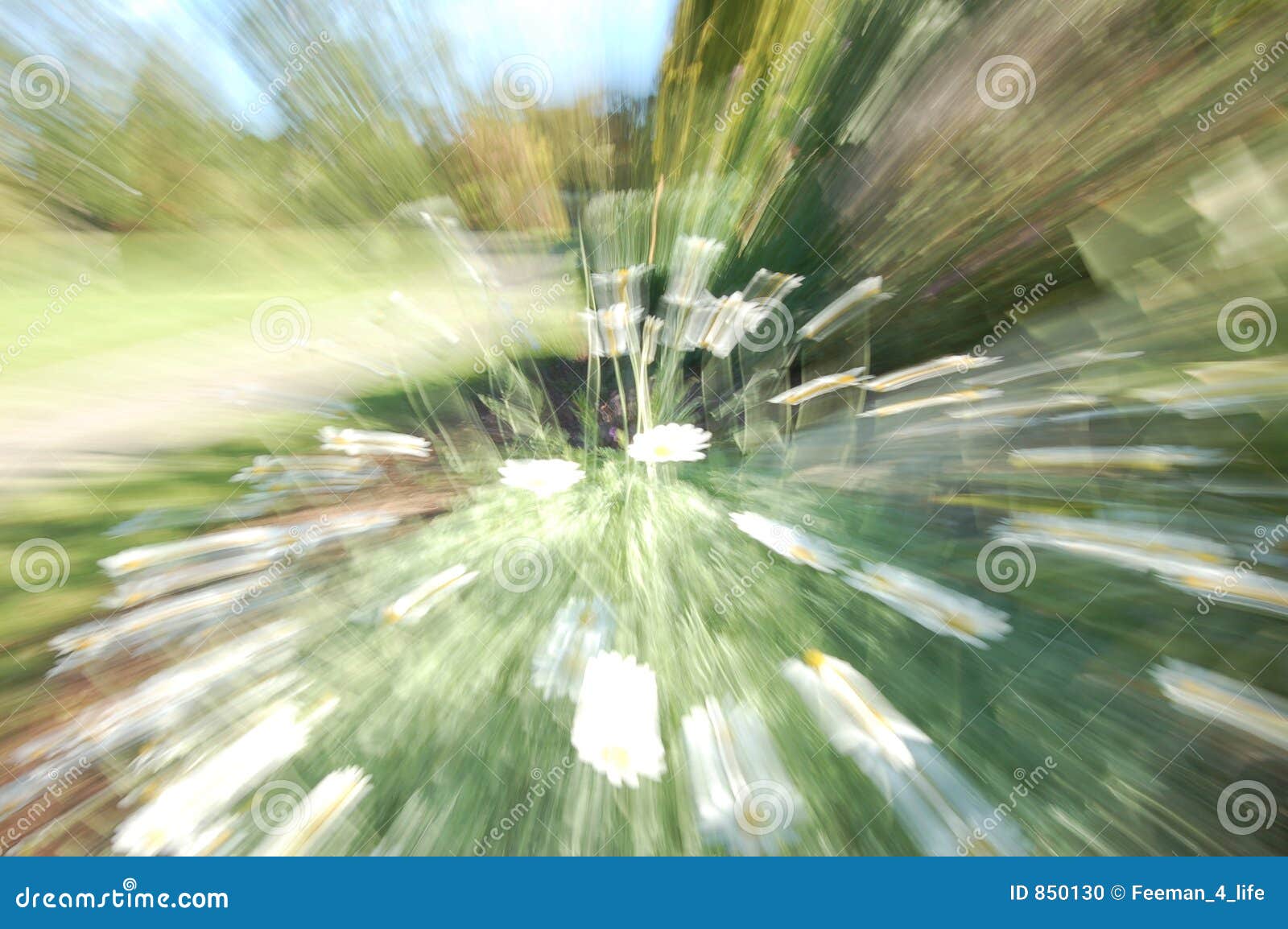 Daisy Zoom Picture. Image: 850130