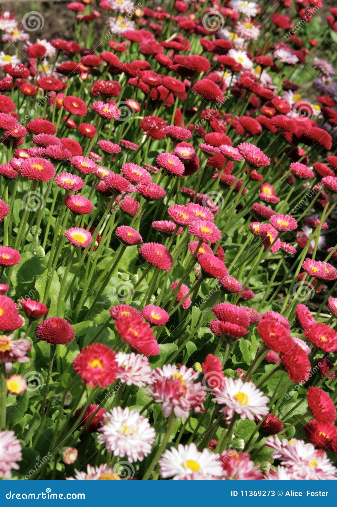 Daisys stock image. Image of leaf, green, nature, season - 11369273