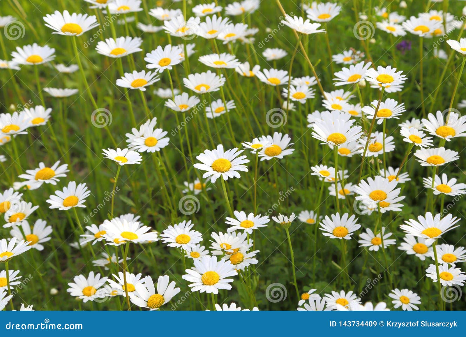 Daisys stock image. Image of scenic, herb, grow, sunlight - 143734409