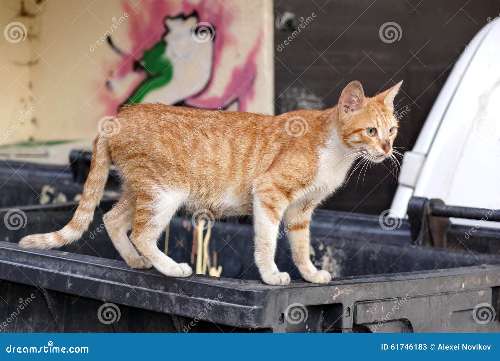 Dakloos Roodharige Kitten Cat on the Trash Container Stock Afbeelding ...