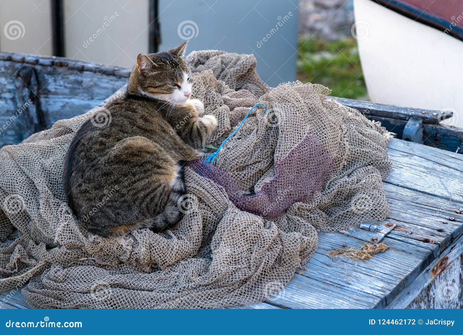 Dakloze Kat Op Het Visnet Op De Boot Stock Foto - Image of huis ...