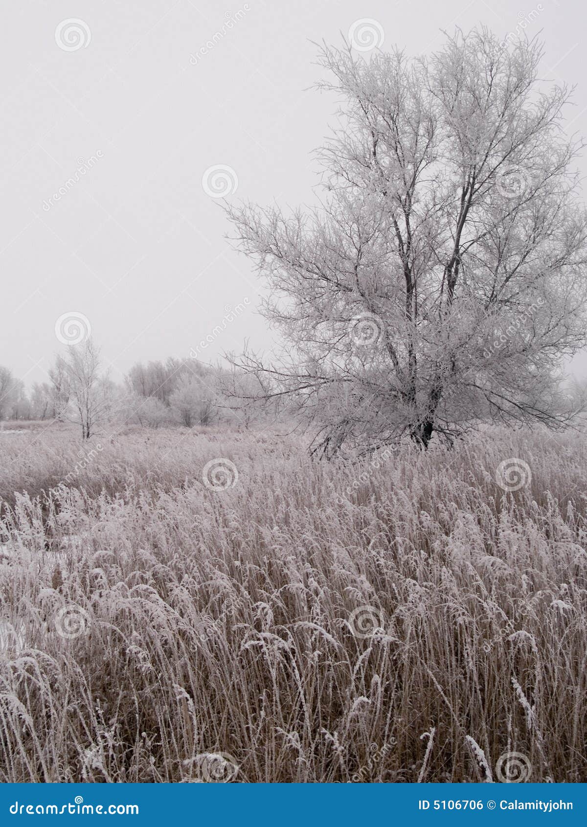 Dakota Prairie Winter stock photo. Image of midwest, grass - 5106706