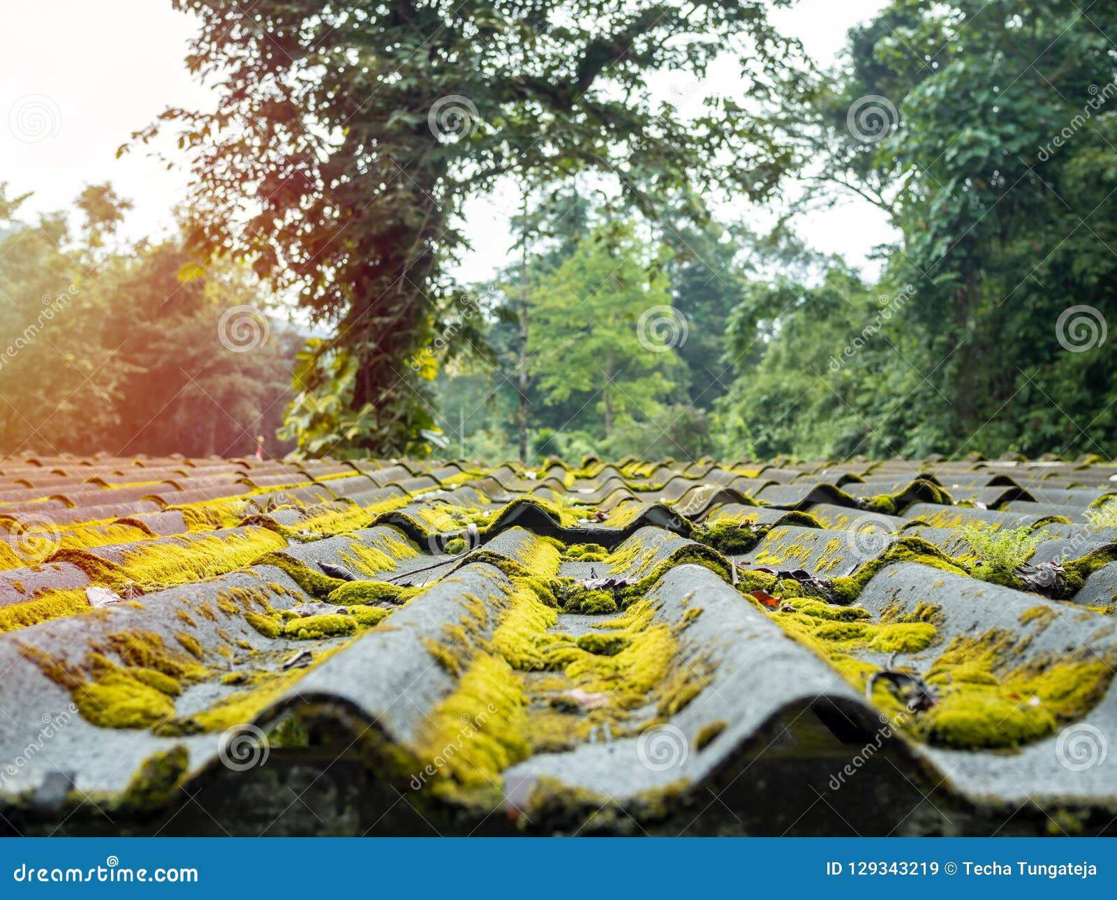 Daktegel Met Groen Mos Wordt Behandeld Dat Stock Afbeelding - Image of ...