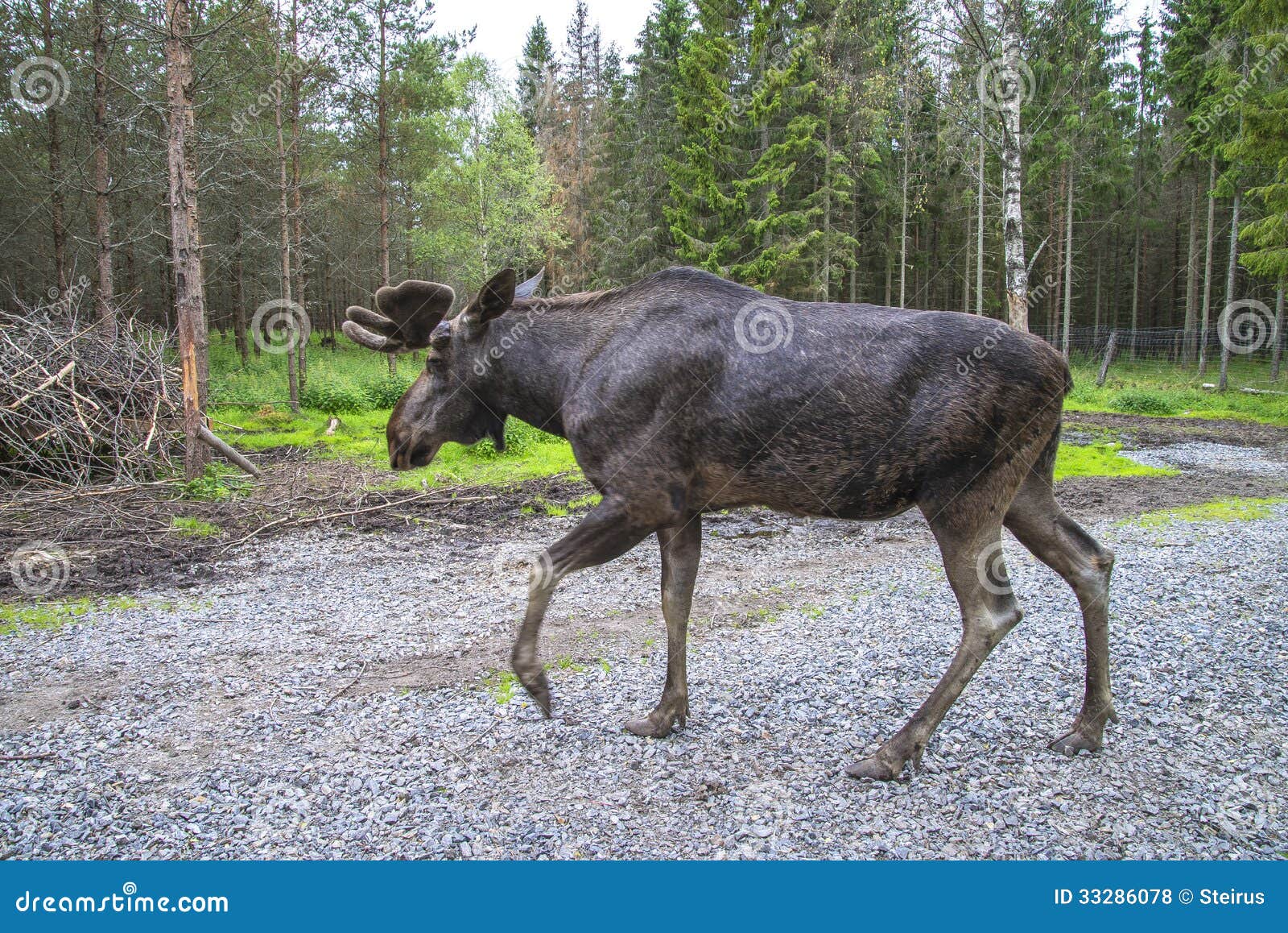 Dal ranch delle alci in ed fotografia stock. Immagine di svezia - 33286078