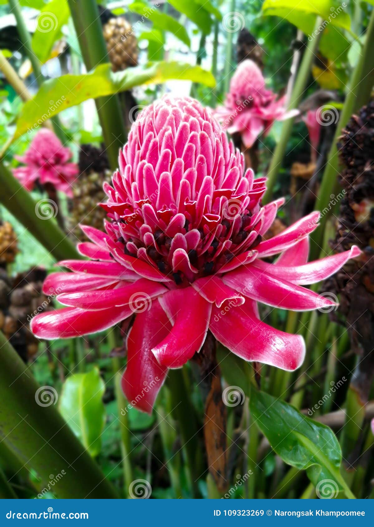 Dala Flower, Red Flower, Torch Ginger or Flower is Blooming in the ...