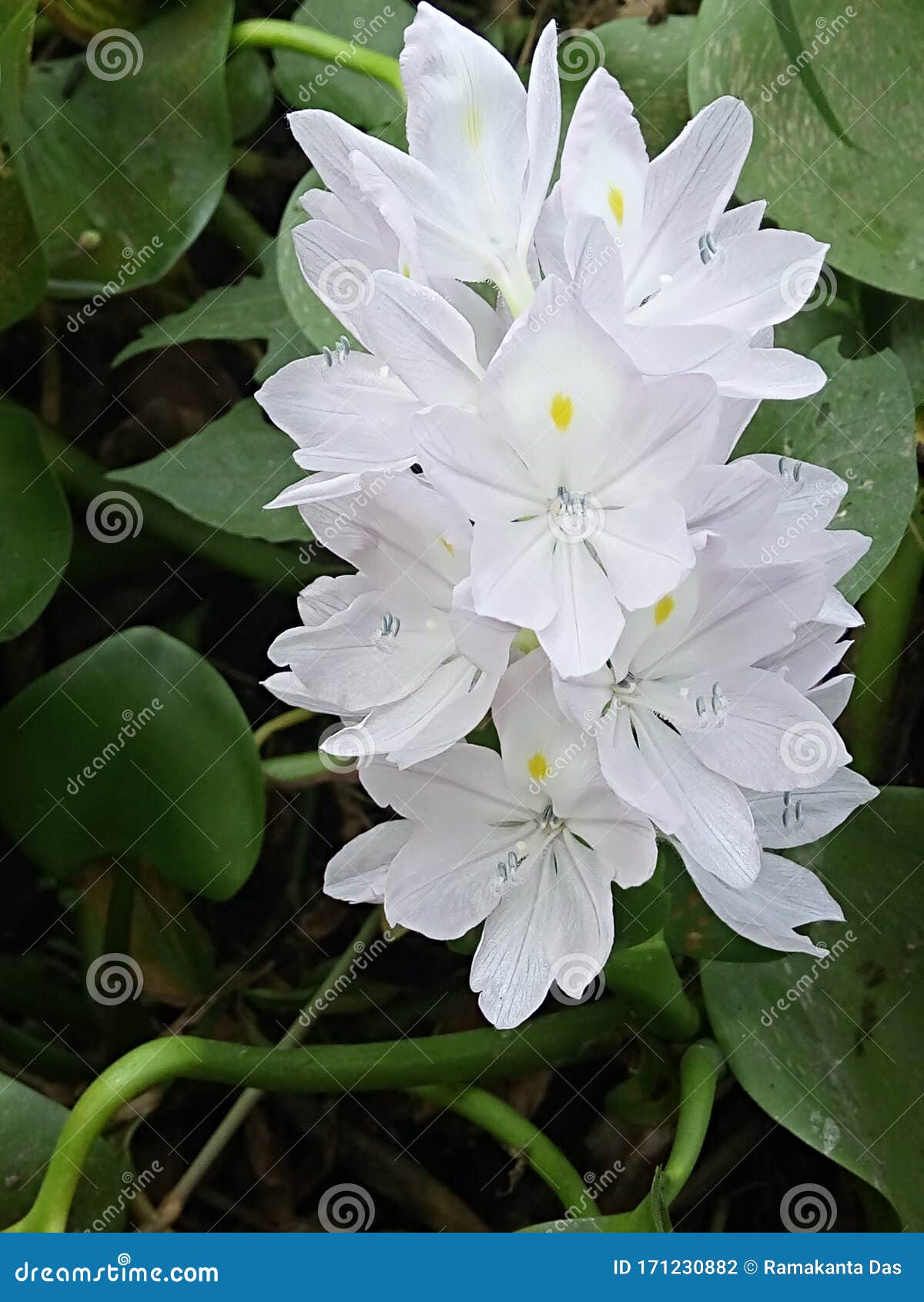 Dala Flower Under Water Logging Area Stock Photo - Image of flower ...