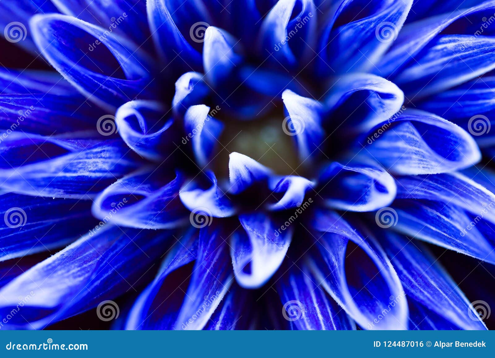 Dalia azul foto de archivo. Imagen de colorido, elemento - 124487016