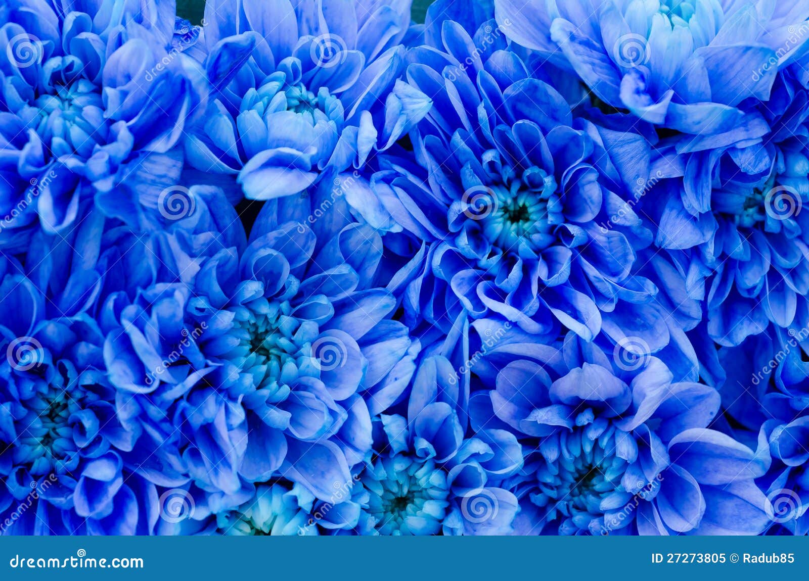 Dalia azul imagen de archivo. Imagen de centro, ramo - 27273805