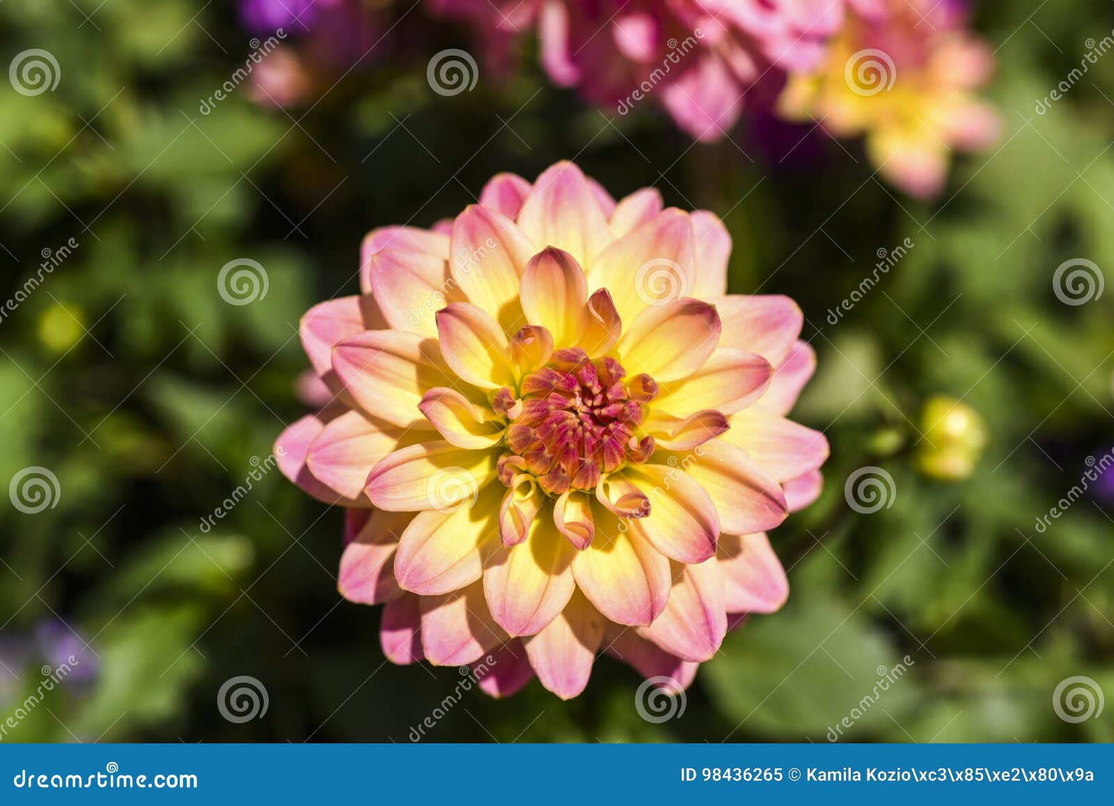Dalia Blooming in the Garden on a Sunny Summer Day. Stock Image - Image ...
