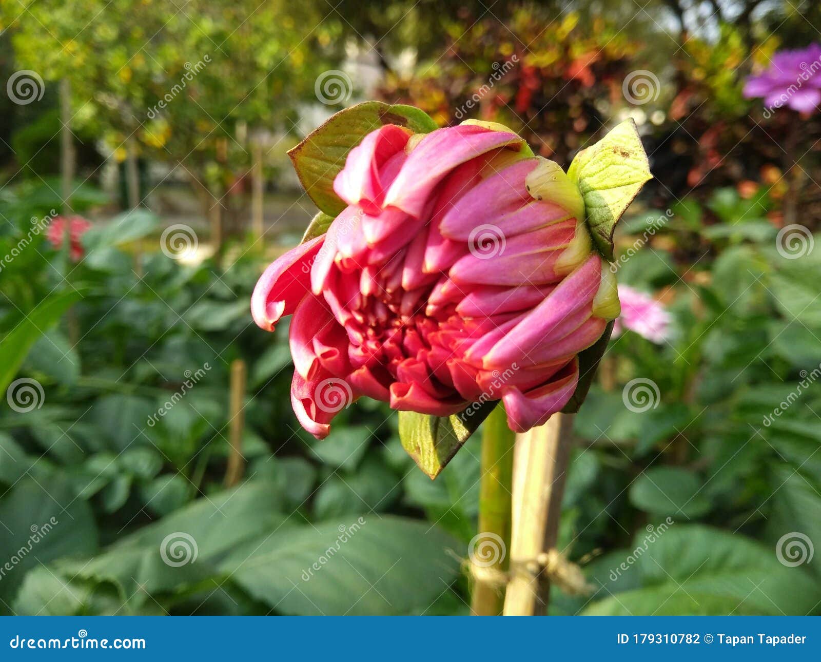 Dalia bud in the garden stock photo. Image of head, bright - 179310782