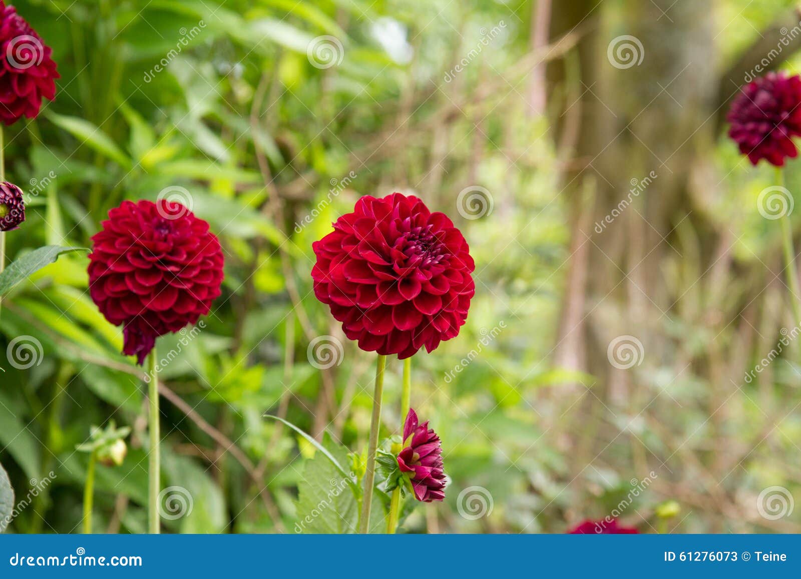 Dalia stock image. Image of dark, garden, dalia, flower - 61276073