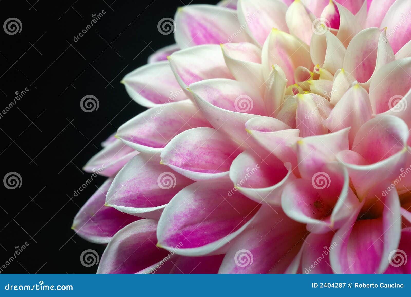 Dalia de la flor imagen de archivo. Imagen de detalles - 2404287