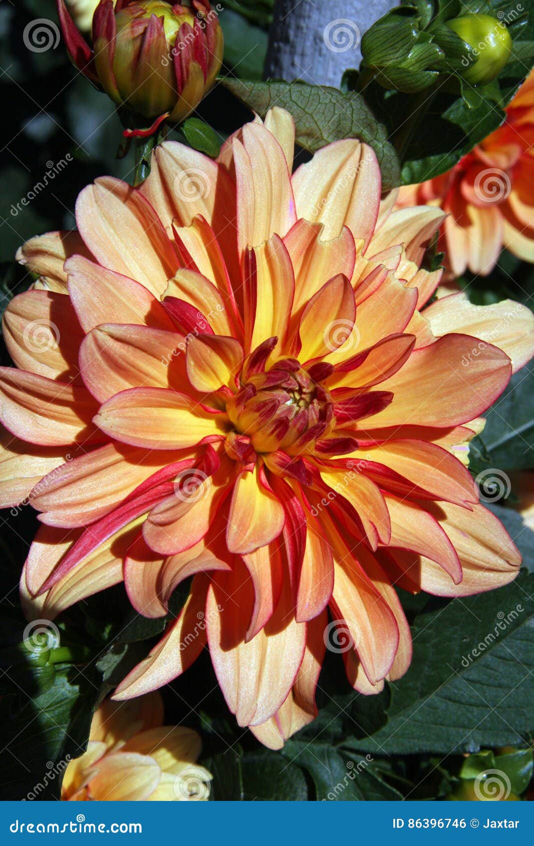 Dalia flower stock photo. Image of summer, greeting, leaves - 86396746
