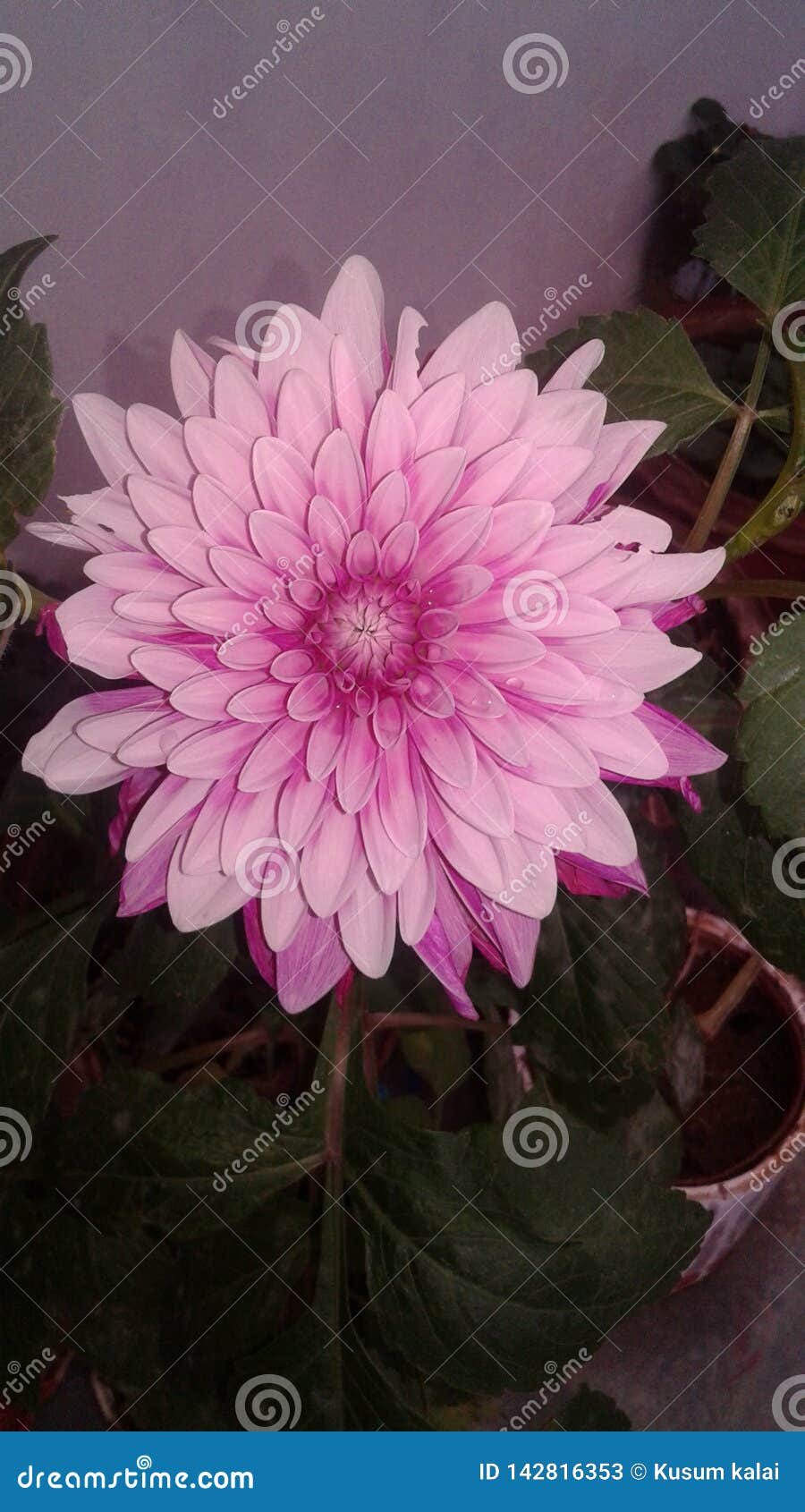 Dalia flower stock image. Image of dalia, beautyfull - 142816353