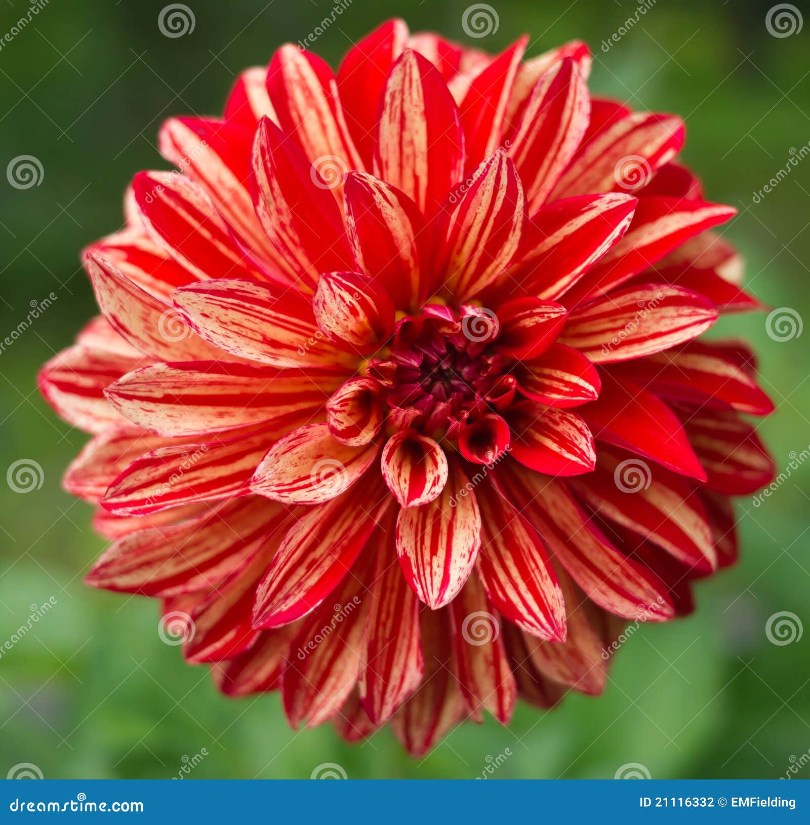 Dalia Flower Closeup stock photo. Image of house, closeup - 21116332