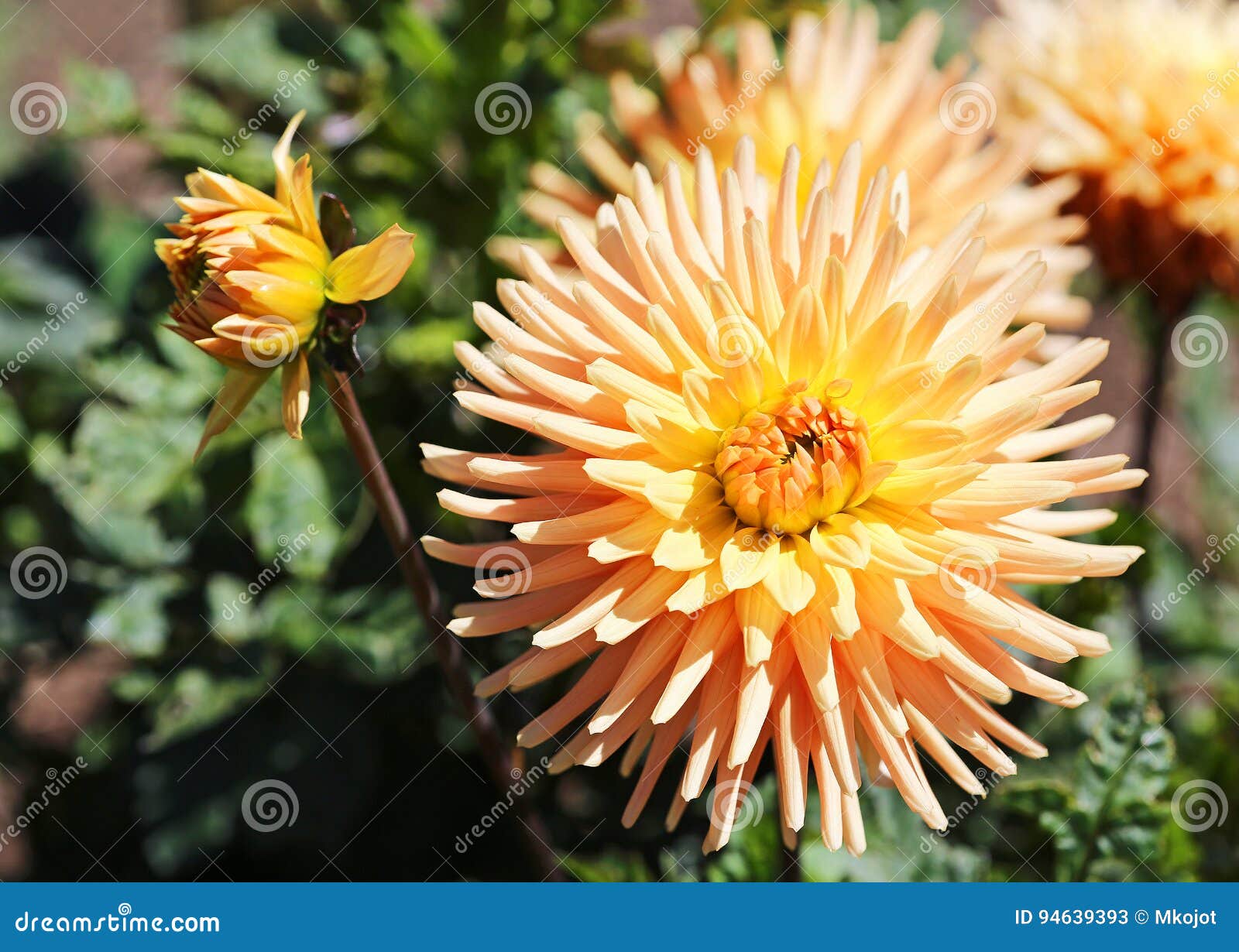 Dalia grande imagen de archivo. Imagen de granja, olor - 94639393