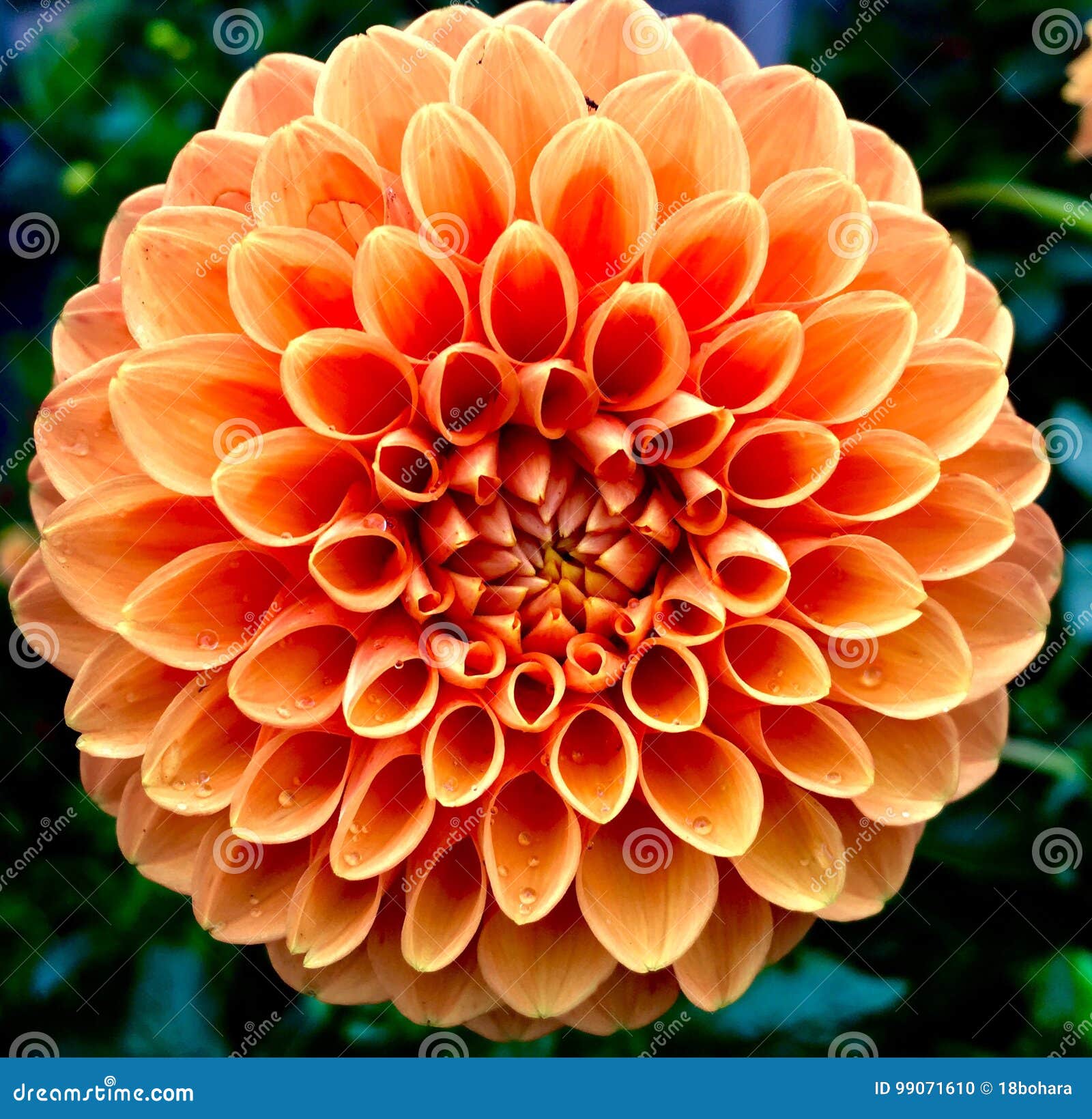 Dalia grande foto de archivo. Imagen de amantes, centro - 99071610