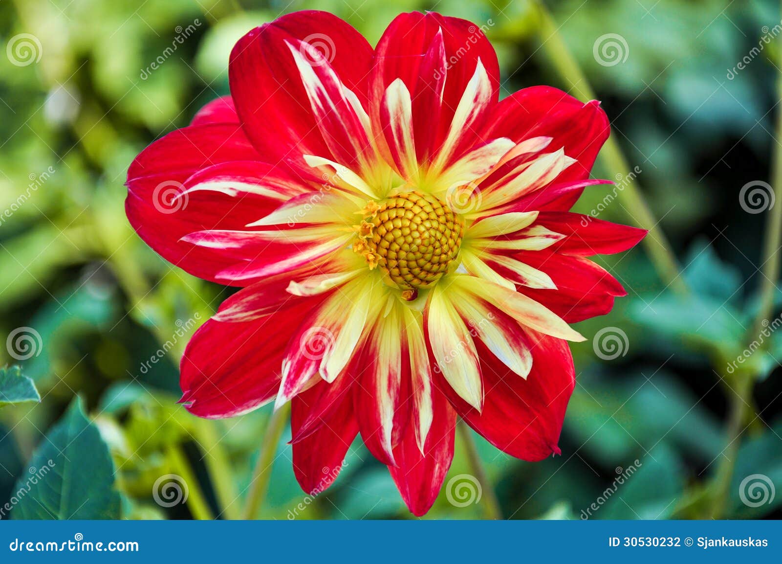 Dalia kwiat zdjęcie stock. Obraz złożonej z kwiecisty - 30530232