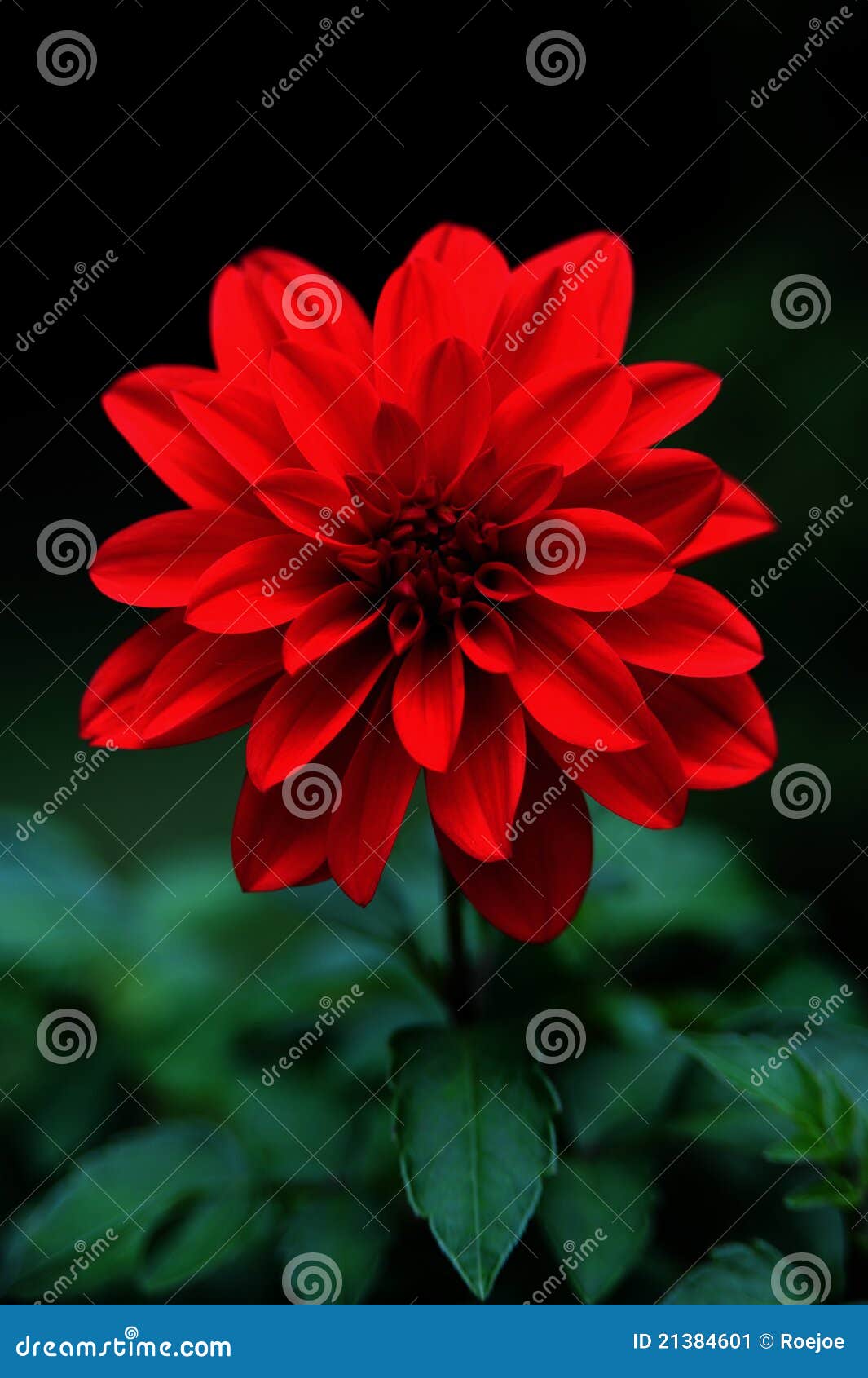 Dalia roja imagen de archivo. Imagen de exterior, verde - 21384601