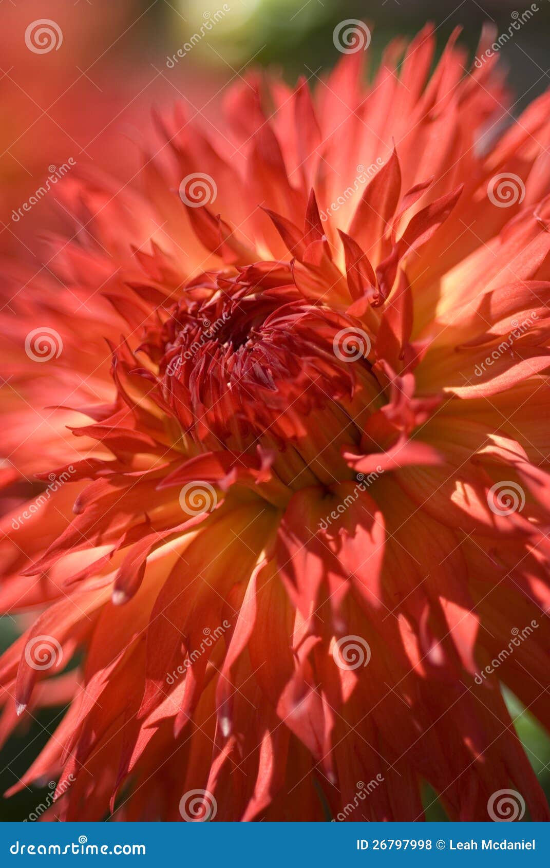 Dalia roja foto de archivo. Imagen de objeto, dalia, flor - 26797998