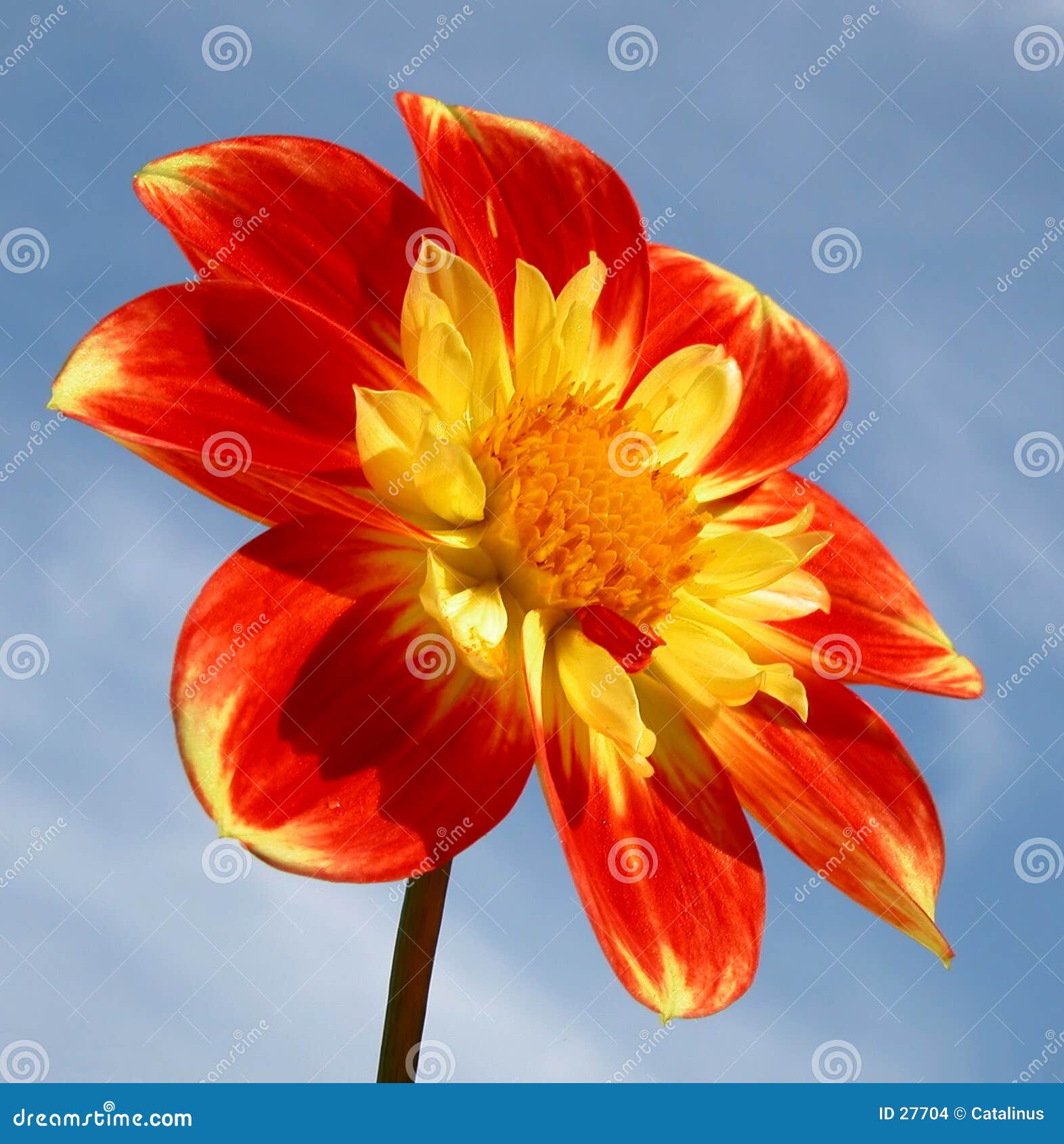 Dalia roja foto de archivo. Imagen de plantas, rojo, nublado - 27704